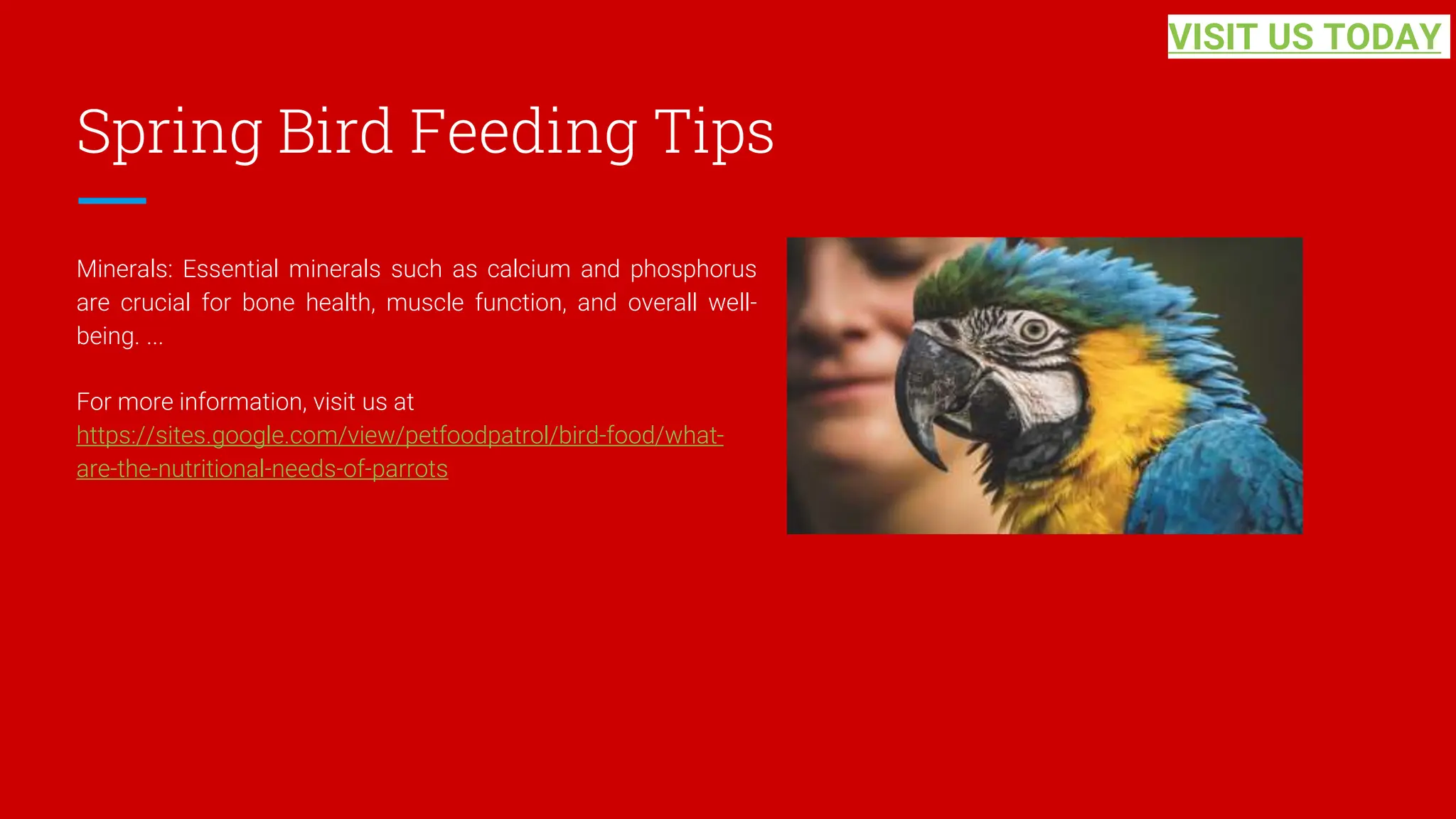 Nutritional Needs Of Parrots | PPT