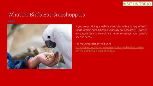 Nutritional Needs Of Parrots | PPT