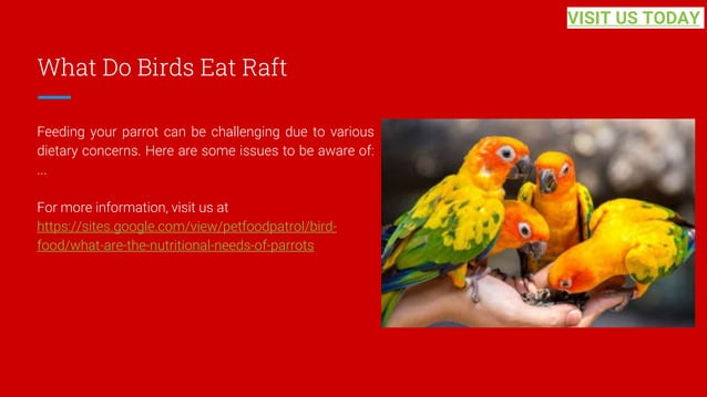 Nutritional Needs Of Parrots | PPT