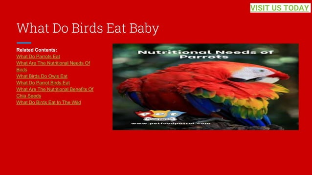 Nutritional Needs Of Parrots | PPT