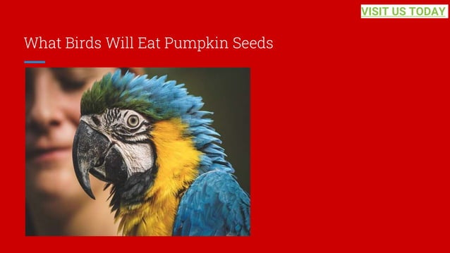 Nutritional Needs Of Parrots | PPT