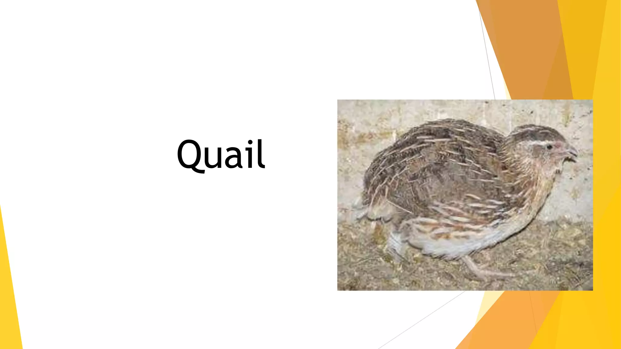 Nutritional qualities of various poultry meat | PPTX