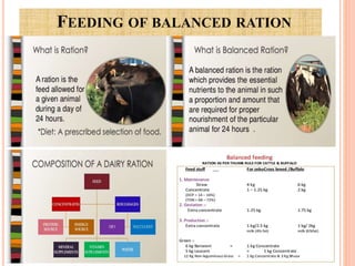Nutritional Strategies to Economize Cost of Production in Dairy Animals ...