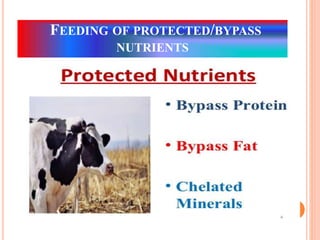 Nutritional Strategies to Economize Cost of Production in Dairy Animals ...