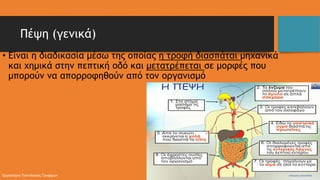 Οι υδατάνθρακες από θρεπτική άποψη | PPT