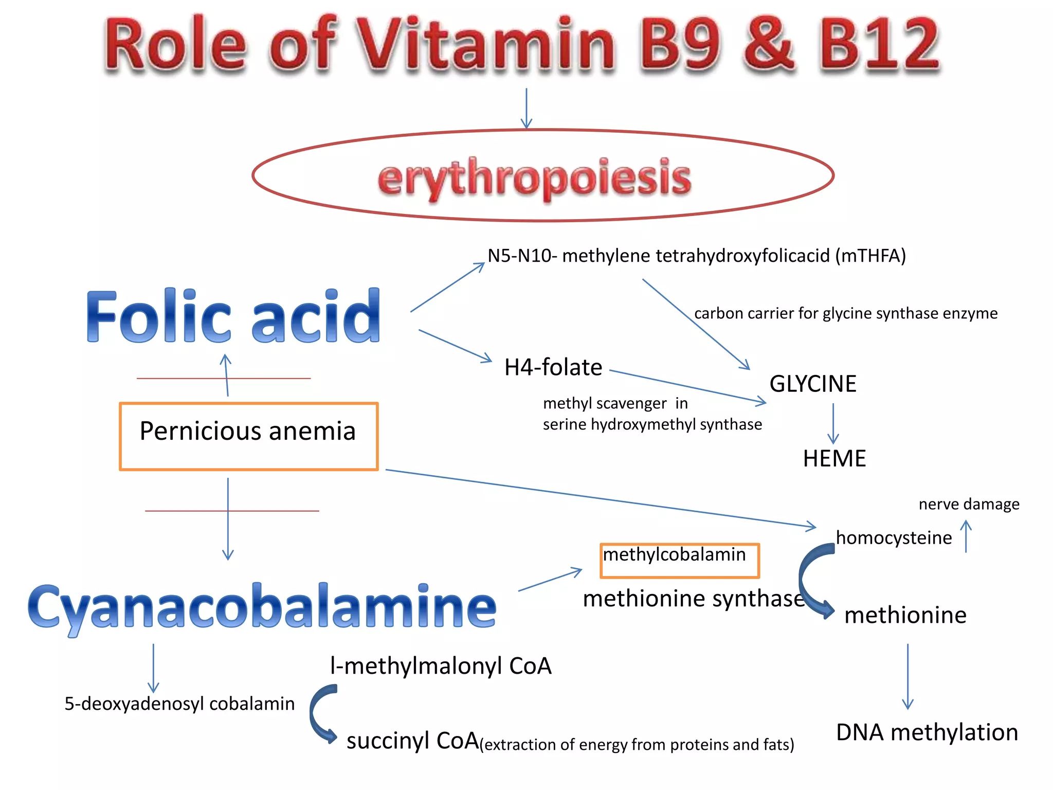 Nutrition and blood | PPTX