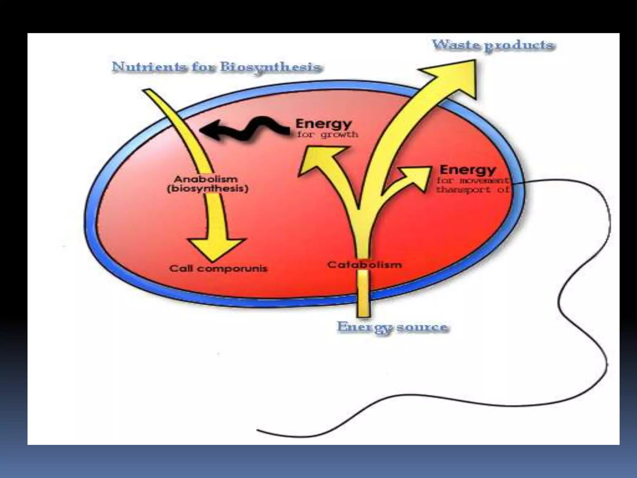 Nutrition of microorganism 21 04-11 | PPTX
