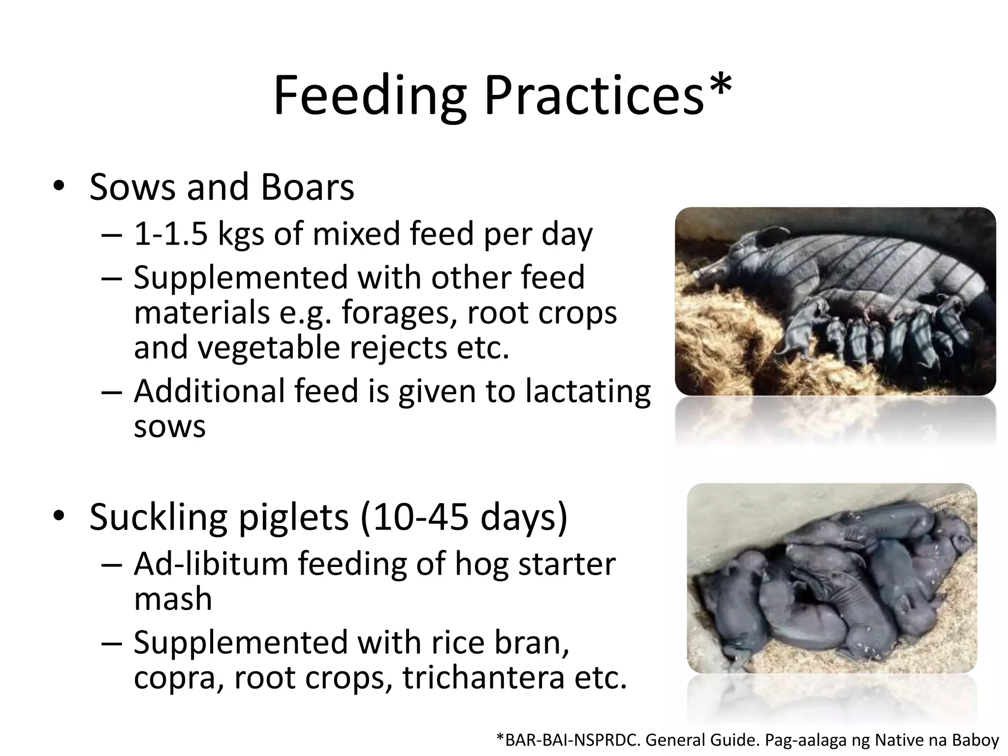 Nutrition and feeding of native pig | PPTX