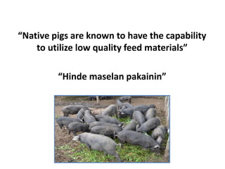 Nutrition and feeding of native pig | PPTX