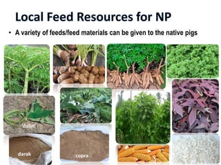 Nutrition and feeding of native pig | PPTX