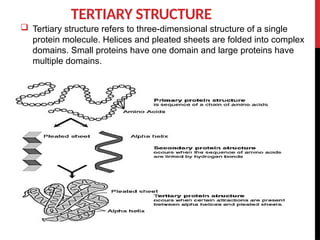 Nutrition and Metabolism of Proteins.pptx