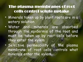 Nutrition and Transport of Plants plants | PPTX