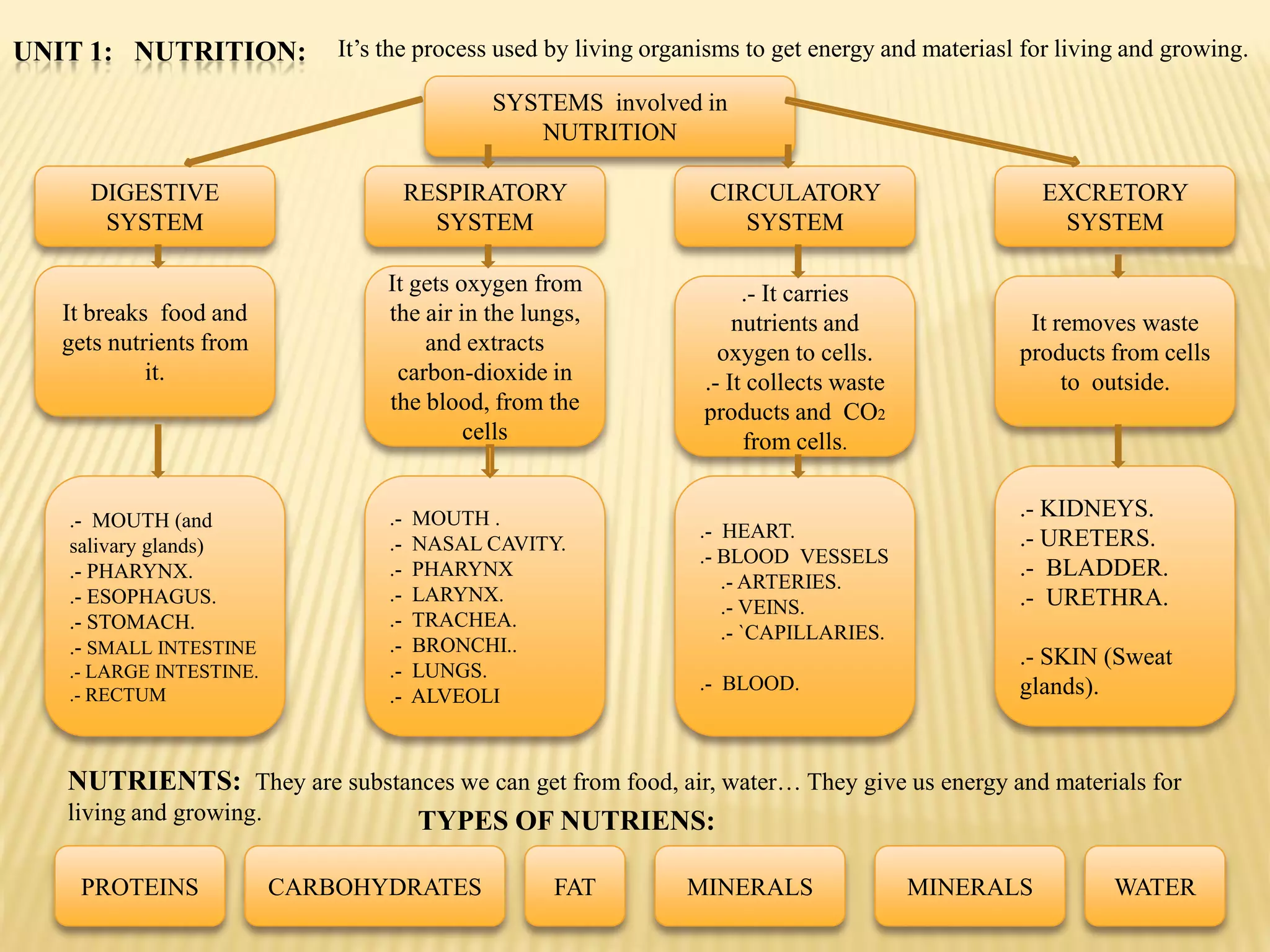 Nutrition diagram. english | PDF