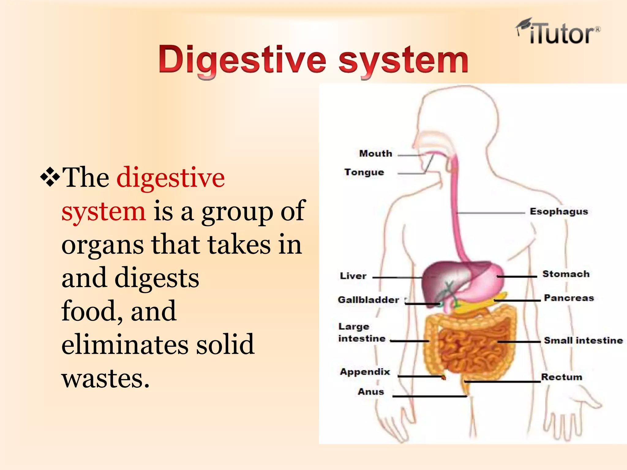 Nutrition & digestive system | PPTX