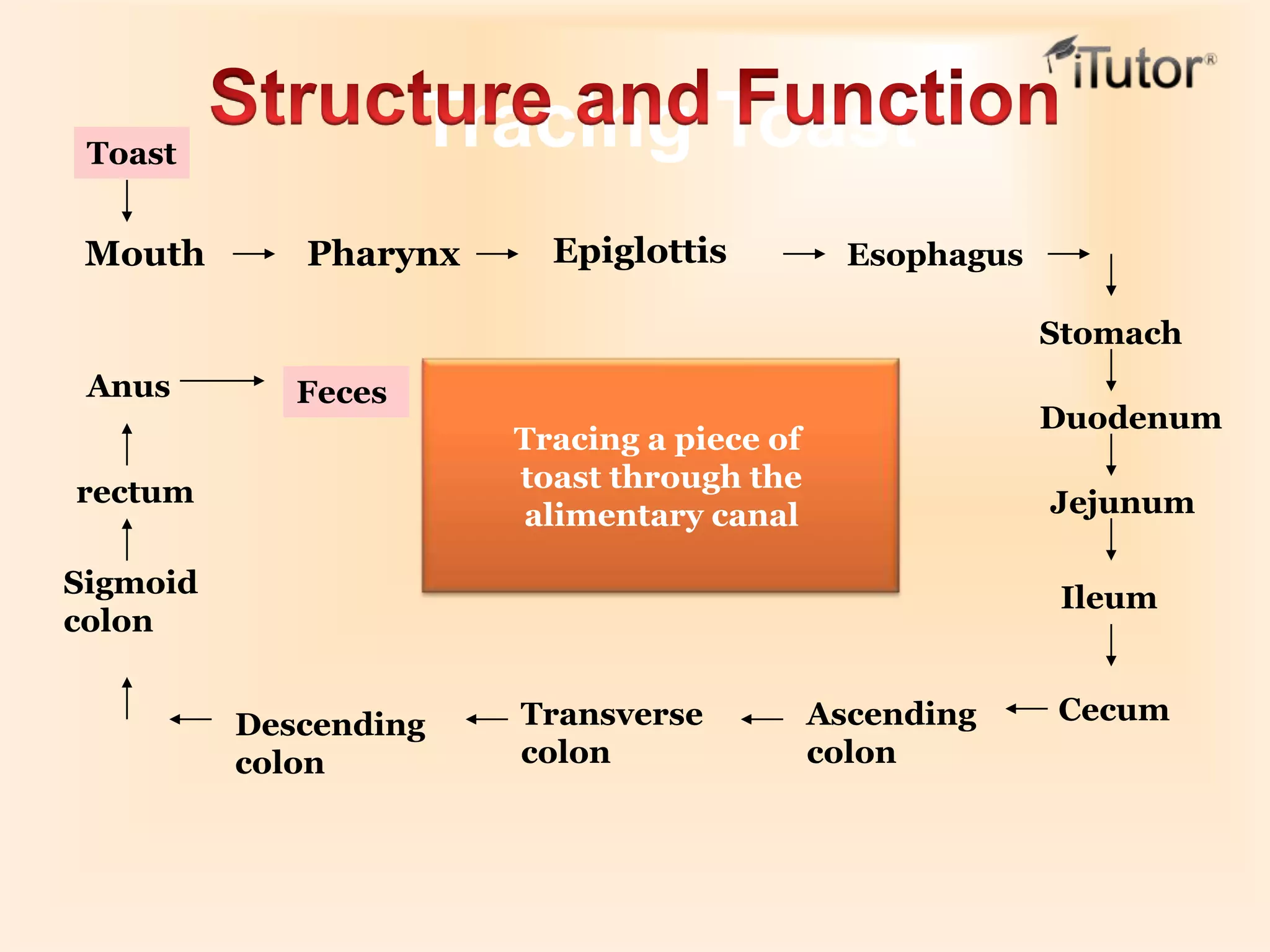 Nutrition & digestive system | PPTX