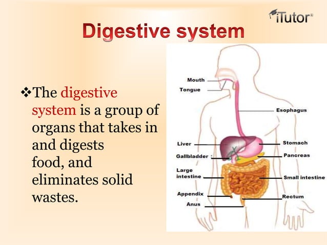 Nutrition & digestive system | PPTX | Digestive Disorders | Diseases ...