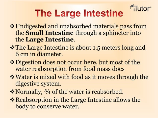 Nutrition & digestive system | PPTX | Digestive Disorders | Diseases ...