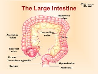 Nutrition & digestive system | PPTX