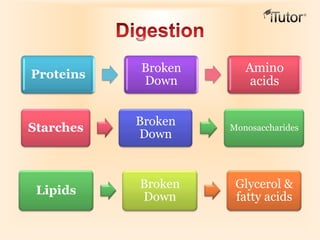 Nutrition & digestive system | PPTX