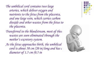 Nutrition during pregnancy | PPT