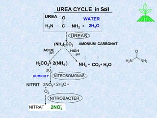 Nutrition eng | PPT | Free Download