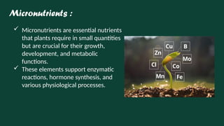 Essential Nutrition For Plant cells.pptx