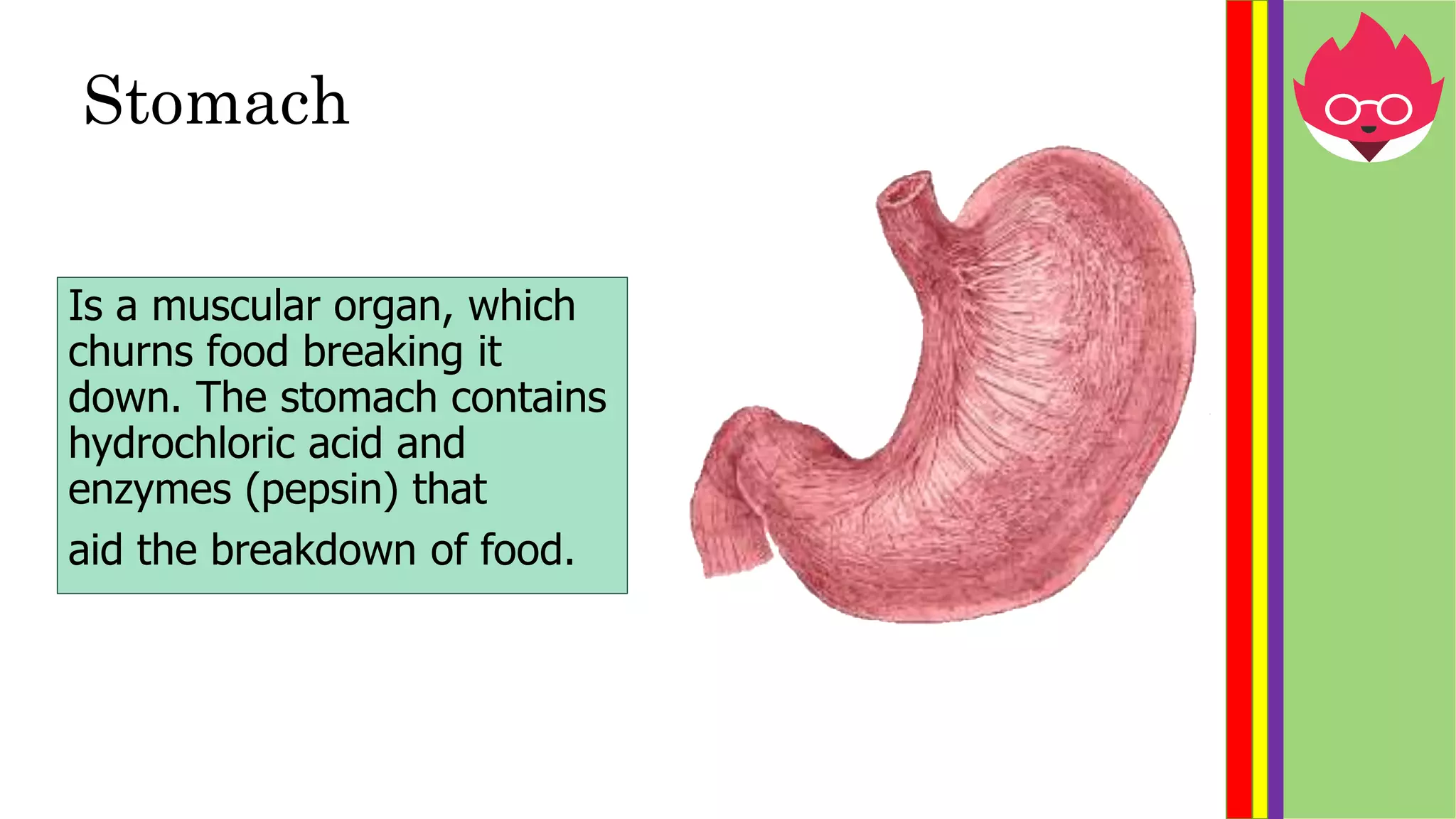 IGCSE Biology Edexcel (9-1)-Nutrition (humans) | PPTX