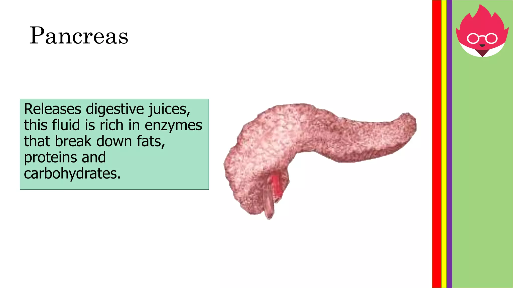 IGCSE Biology Edexcel (9-1)-Nutrition (humans) | PPTX