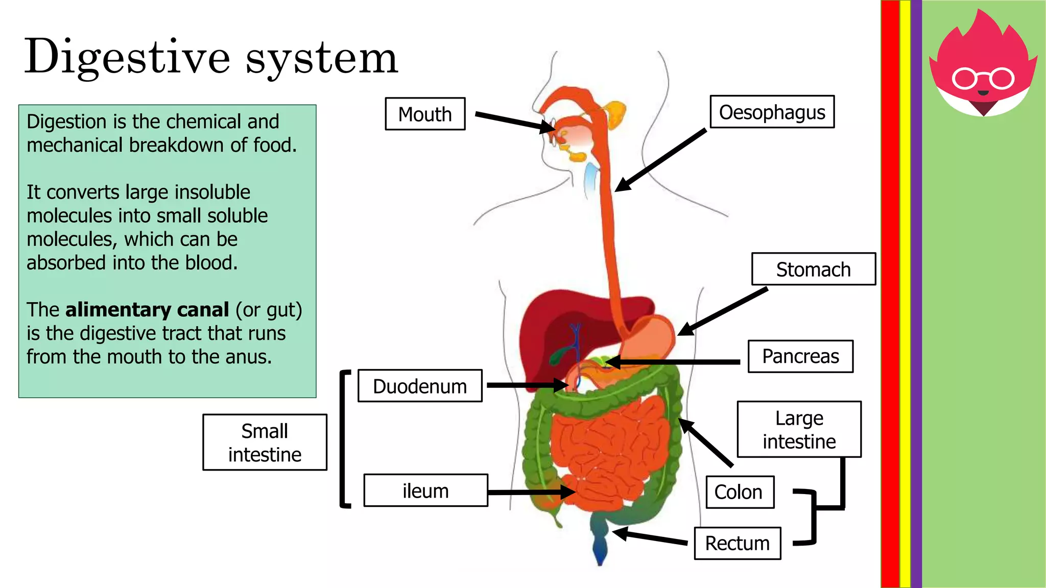 IGCSE Biology Edexcel (9-1)-Nutrition (humans) | PPTX