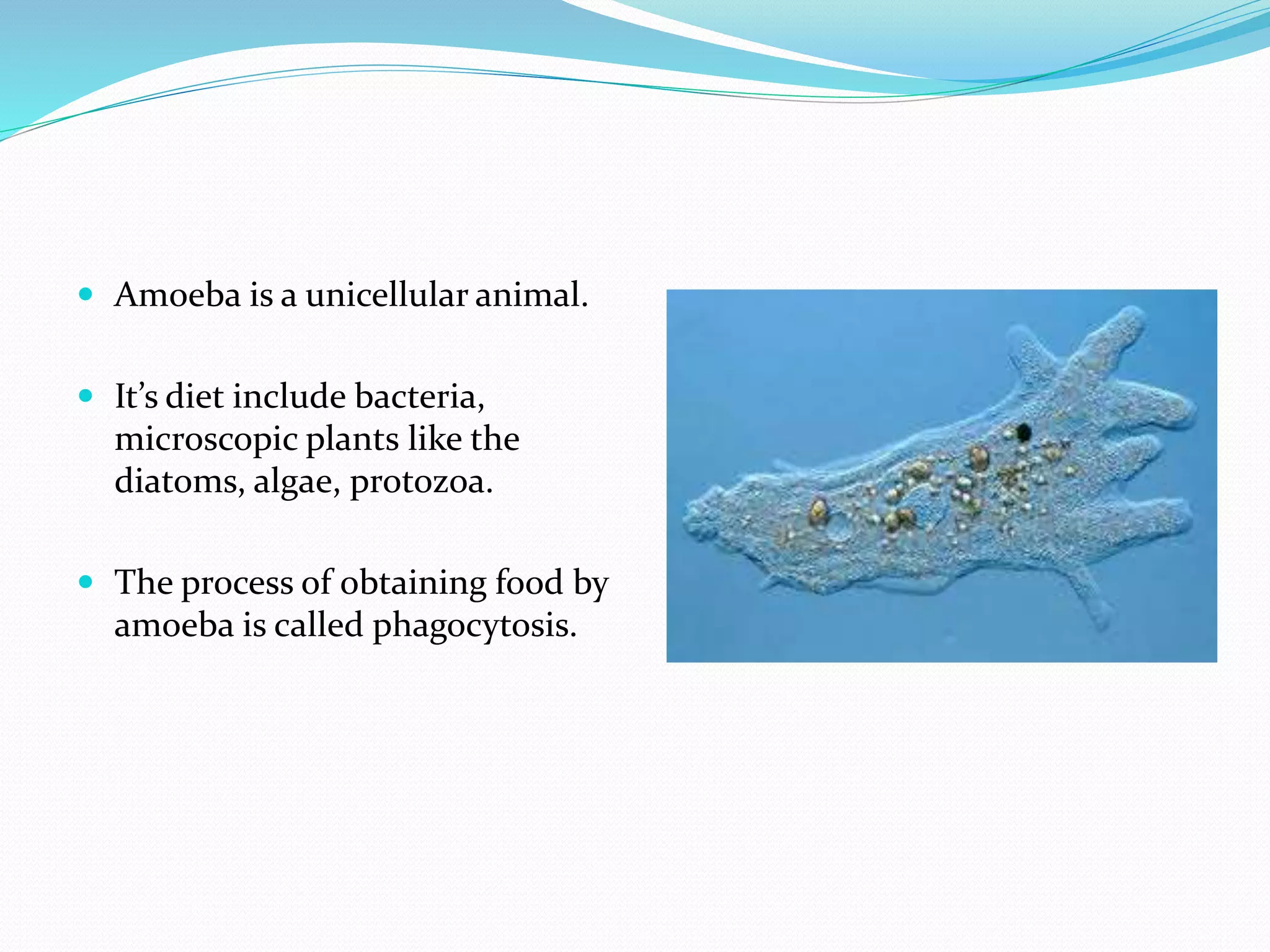 Nutrition in amoeba | PPTX