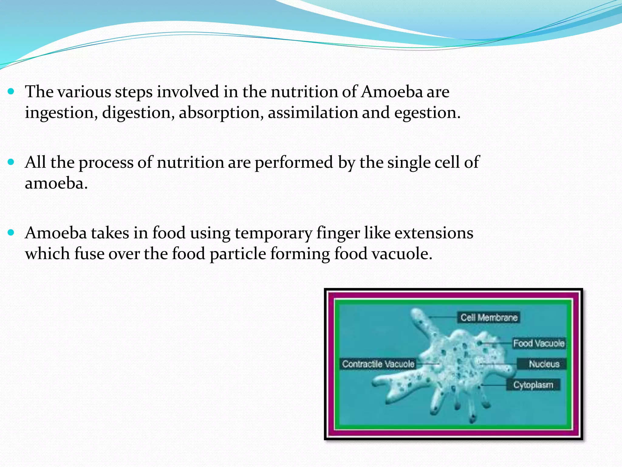 Nutrition in amoeba | PPTX