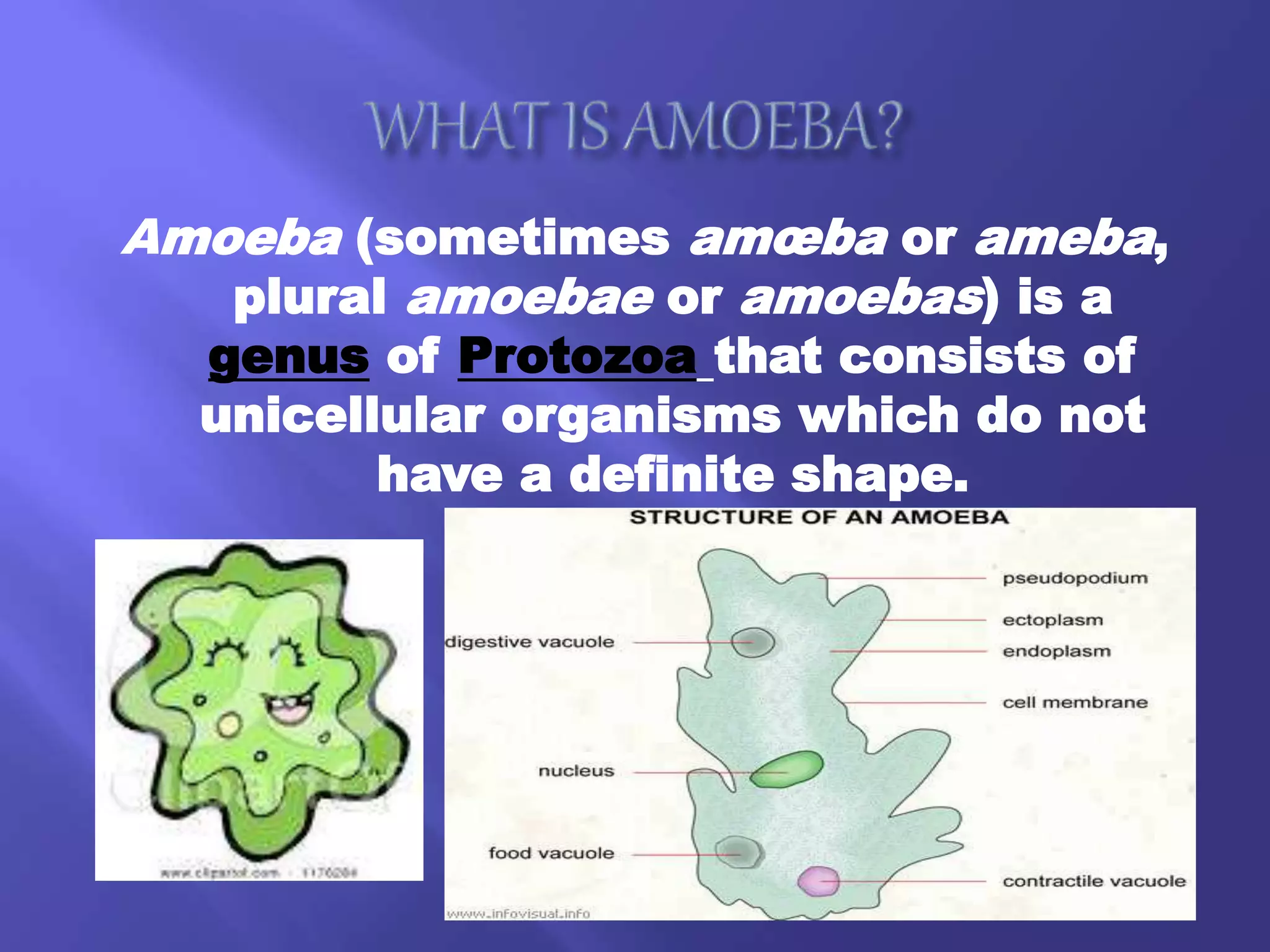 Nutrition in amoeba | PPT