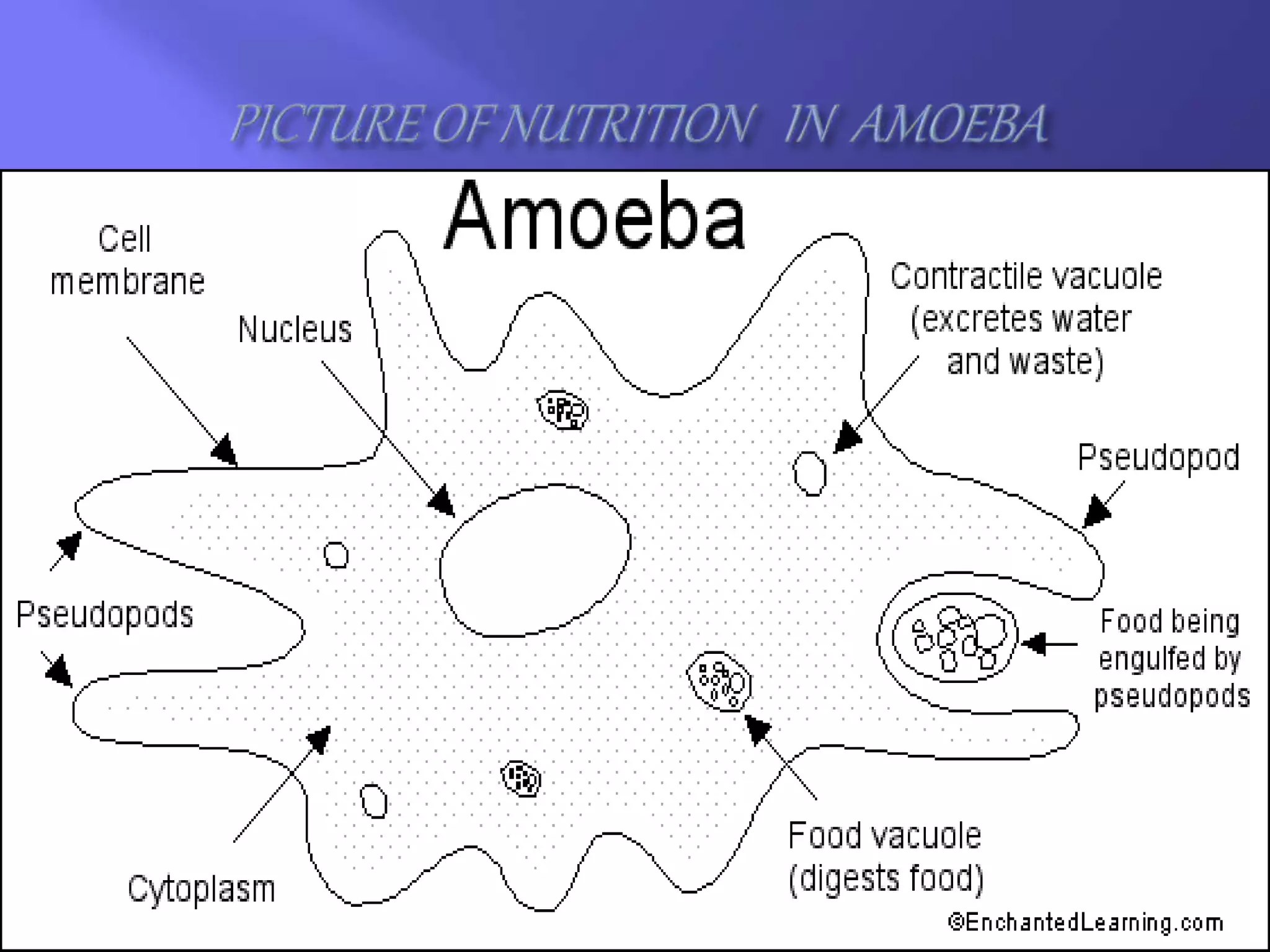 Nutrition in amoeba | PPT