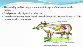 Nutrition in animal | PPT