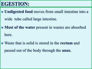 Nutrition in animals | PPTX
