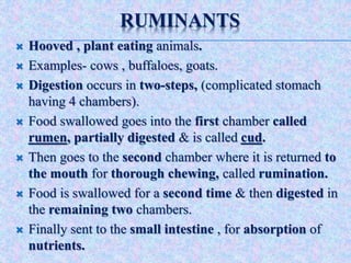 Nutrition in animals | PPTX