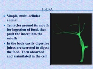 Nutrition in animals | PPTX