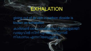 NUTRITION IN ANIMALS.pptx