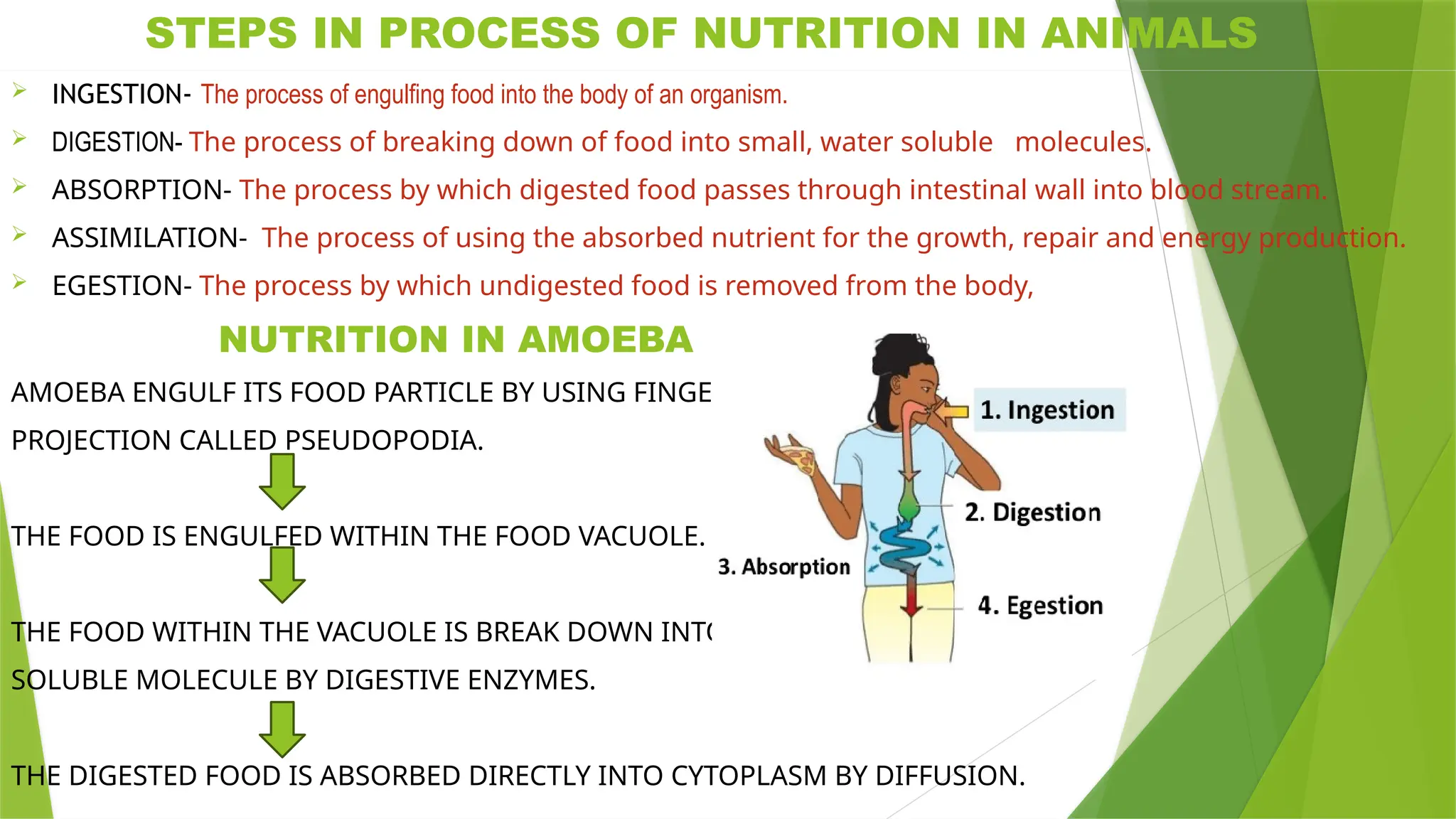 NUTRITION and DIGESTION in ANIMALS.pptx