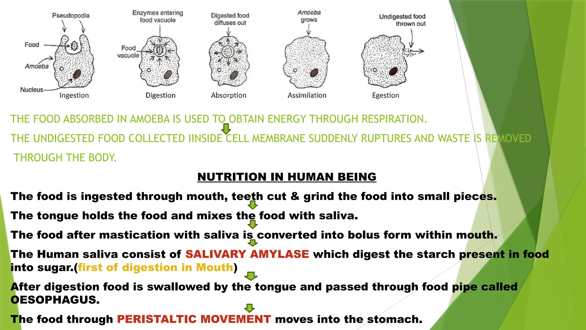 NUTRITION and DIGESTION in ANIMALS.pptx