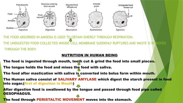 NUTRITION and DIGESTION in ANIMALS.pptx