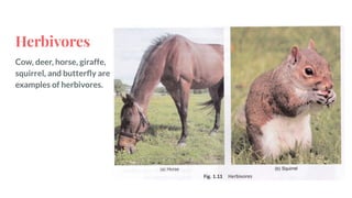 Nutrition in animals 7 | PPT