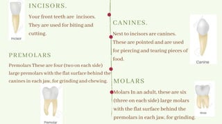 Nutrition in animals | PPTX