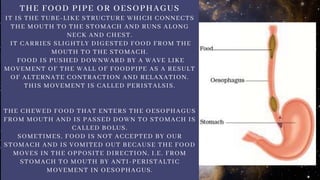 Nutrition in animals | PPT