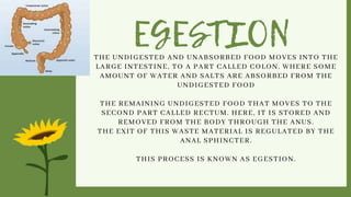 Nutrition in animals | PPT