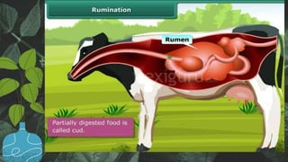 Nutrition in animals | PPT