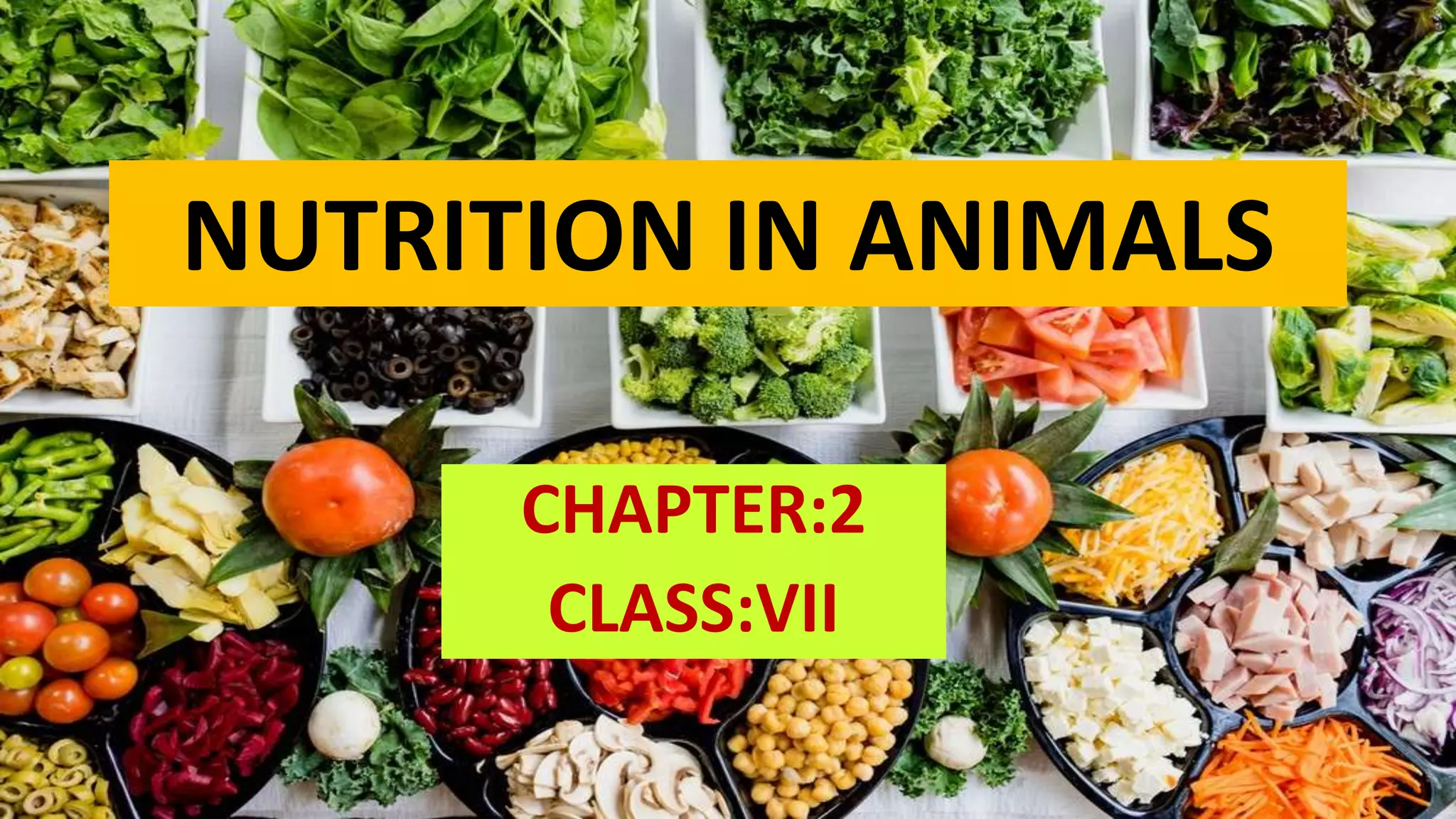 Nutrition in animals 11 | PPTX