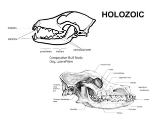 Nutrition in animals 2014 | PPS