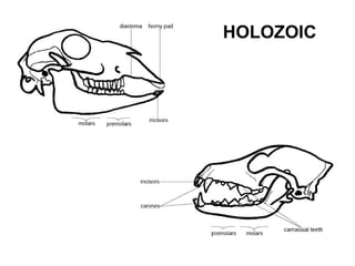 Nutrition in animals 2015 | PPS