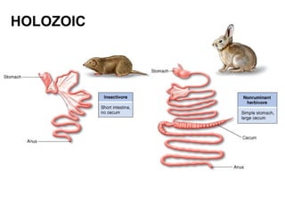 Nutrition in animals 2015 | PPS